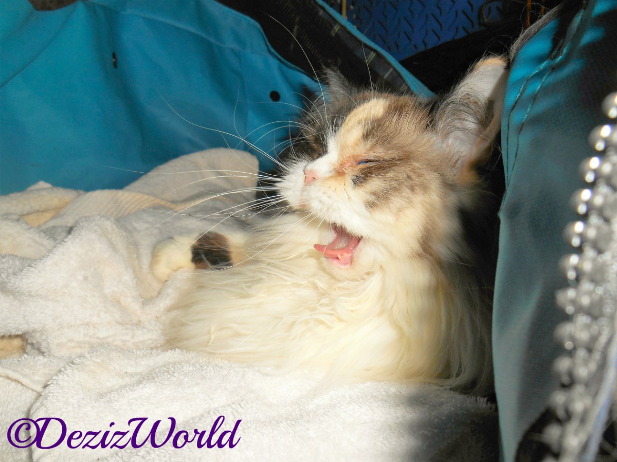 Chatting Cats: Playing, Eating and Napping – Service Cats U.S.