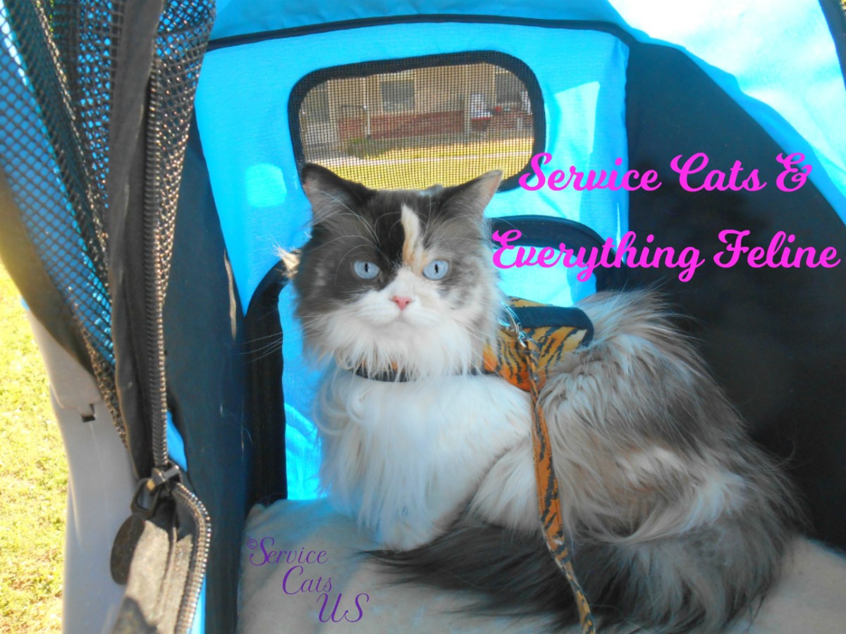 Service Cats: Harnessing Kitty Has Multiple Benefits – Service Cats U.S.